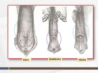 APARATO REPRODUCTOR DE LA HEMBRA EN ANIMALES | PPTX