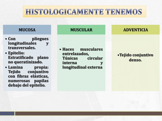 APARATO REPRODUCTOR DE LA HEMBRA EN ANIMALES | PPTX