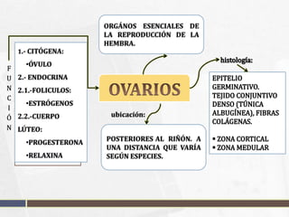 APARATO REPRODUCTOR DE LA HEMBRA EN ANIMALES | PPTX
