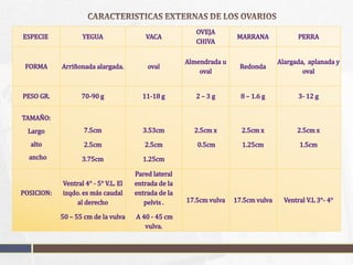 APARATO REPRODUCTOR DE LA HEMBRA EN ANIMALES | PPTX
