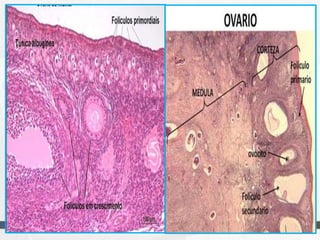 APARATO REPRODUCTOR DE LA HEMBRA EN ANIMALES | PPTX