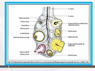 APARATO REPRODUCTOR DE LA HEMBRA EN ANIMALES | PPTX