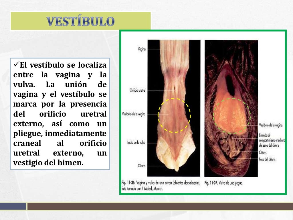 APARATO REPRODUCTOR DE LA HEMBRA EN ANIMALES