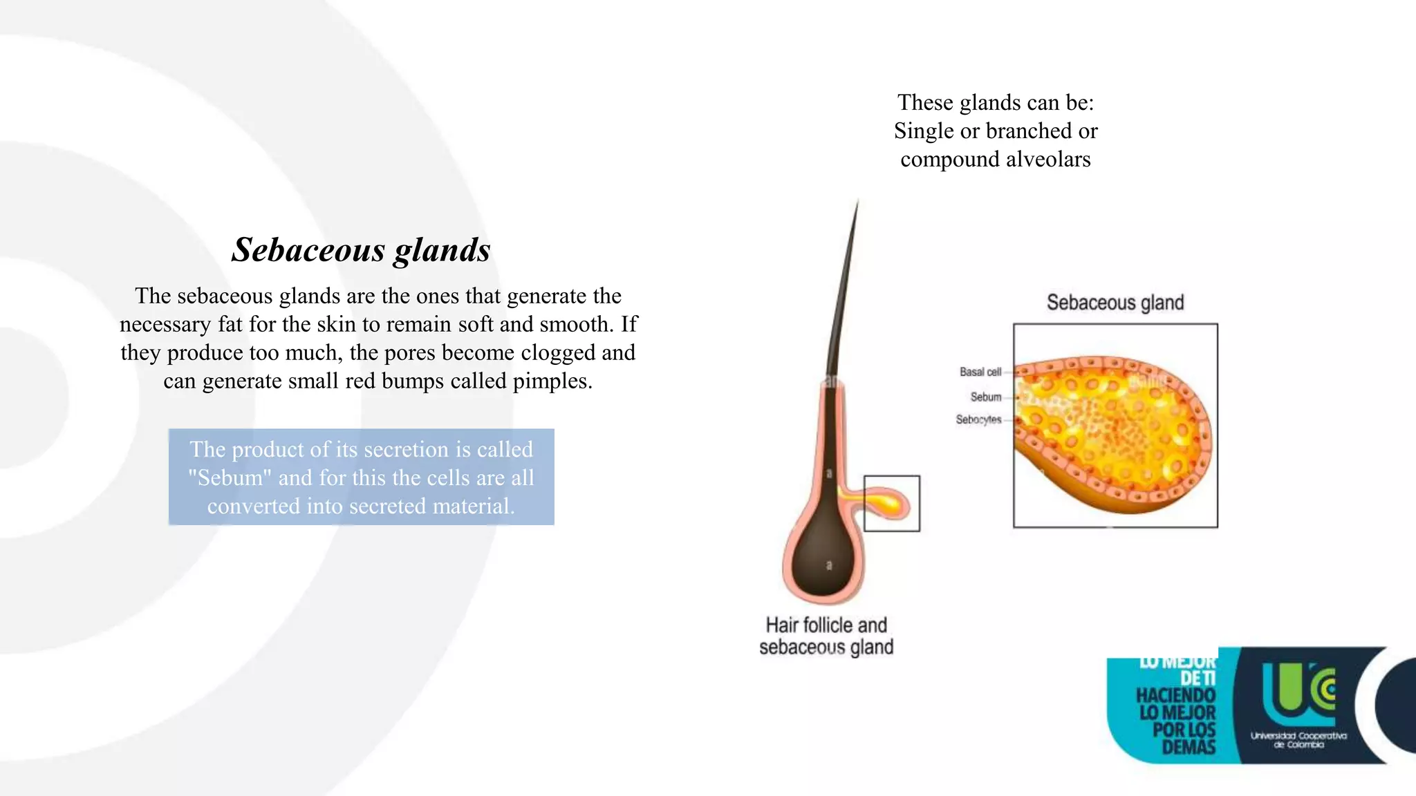 exposición final tegumento!.pptx