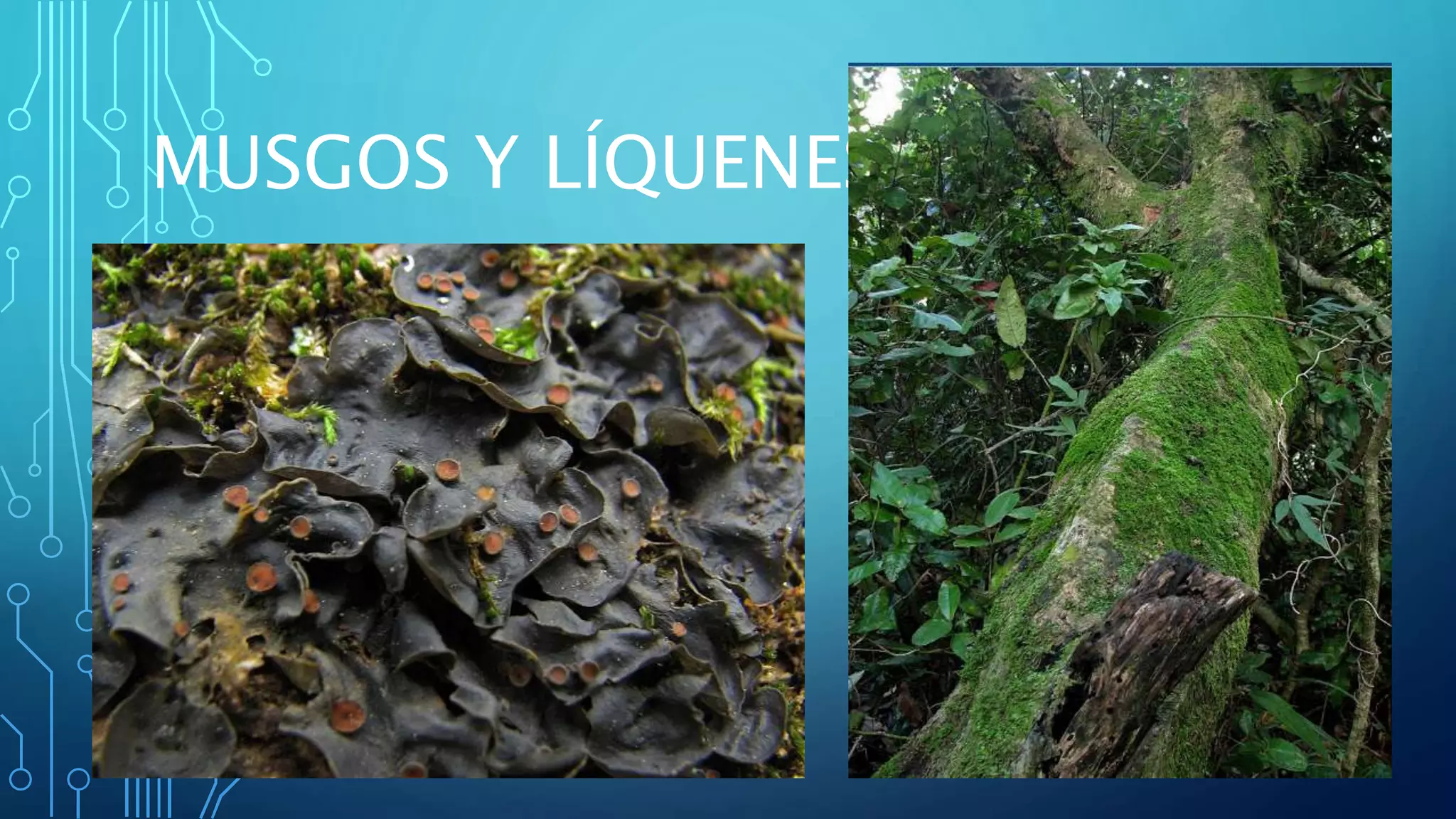 musgos y liquenes | PPTX