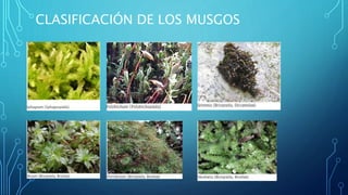 musgos y liquenes | PPTX