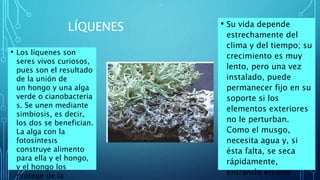 musgos y liquenes | PPTX