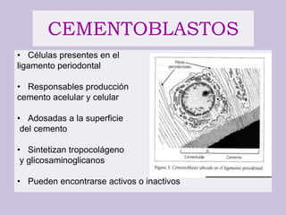 Cementogenesis | PPTX