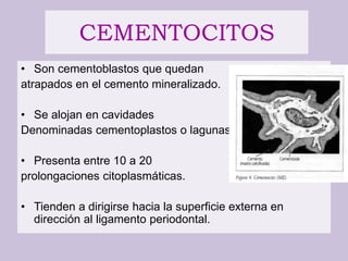 Cementogenesis | PPTX