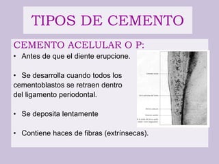 Cementogenesis | PPTX