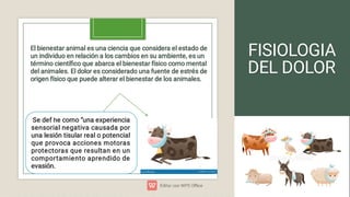Fisiología del Dolor y el bienestar Animal | PDF