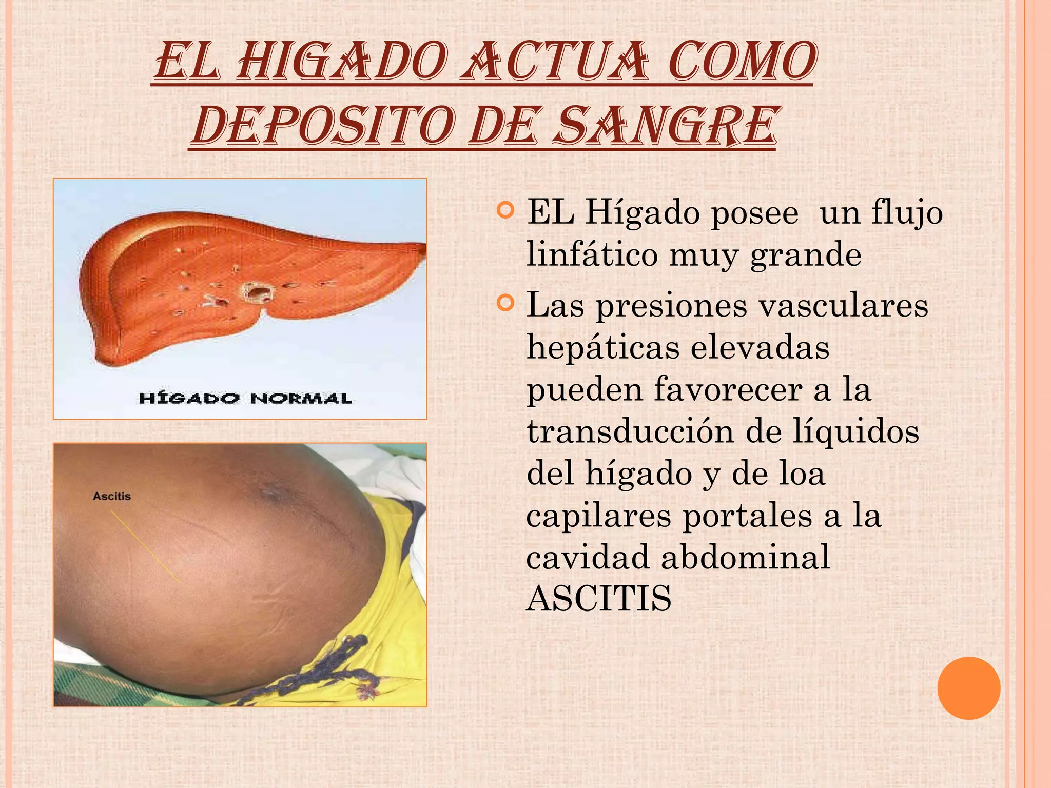 Exposicion higado 70 | PPT