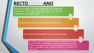 HISTOLOGIA DEL APARATO DIGESTIVO | PPTX