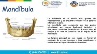 exposicion huesos de la cara FINAL.pptx