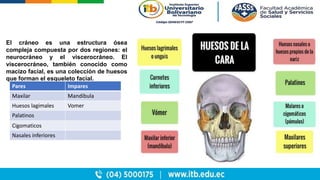 exposicion huesos de la cara FINAL.pptx