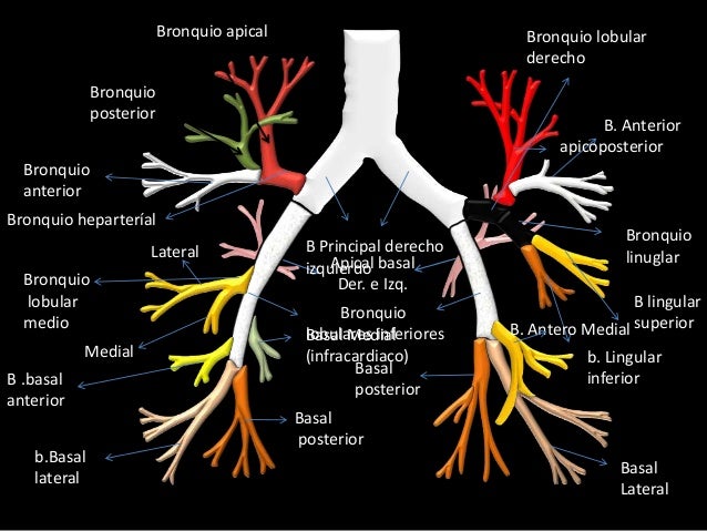 intersticio pulmonar