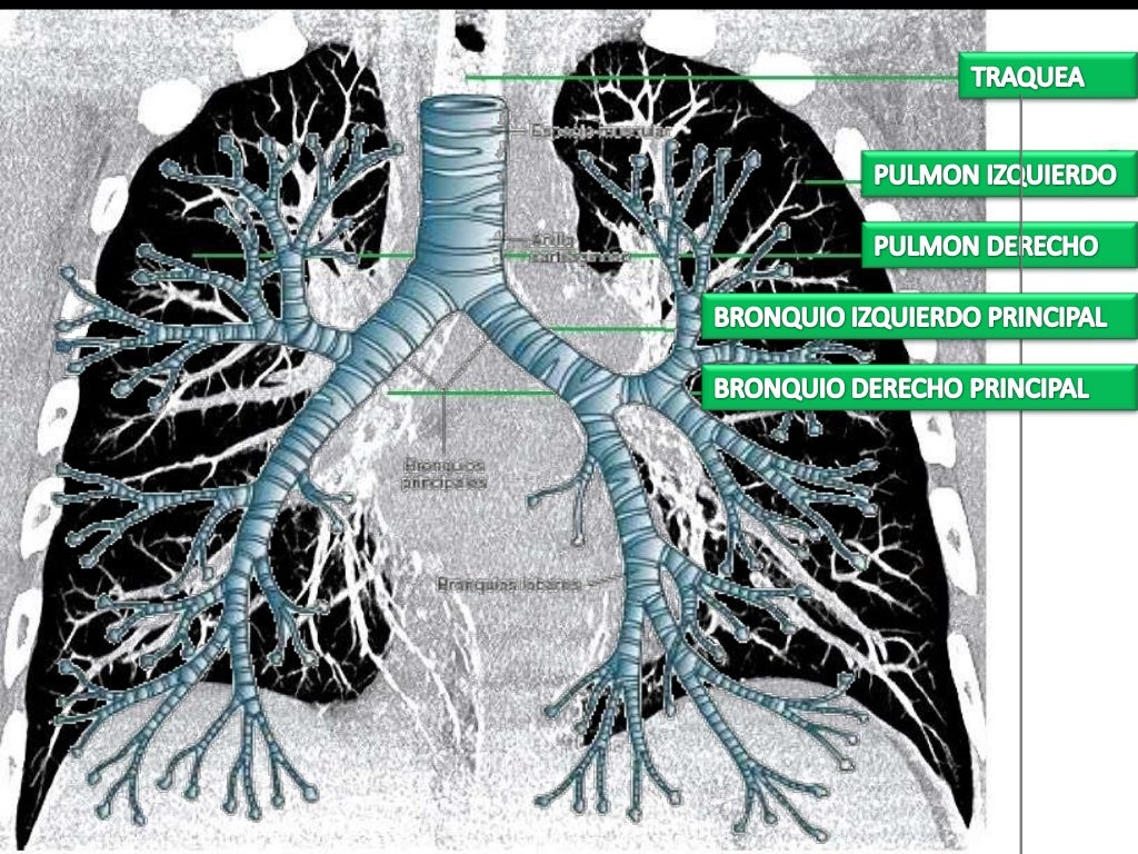 intersticio pulmonar