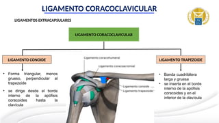 exposicion LIGAMENTOS BIOMECANICA xddddd | PPTX