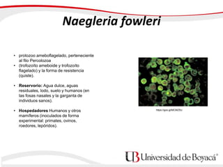 Amebas de via libre y Microsporidios | PPTX
