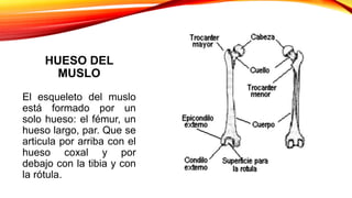 Exposicion morfofisiologia | PPTX