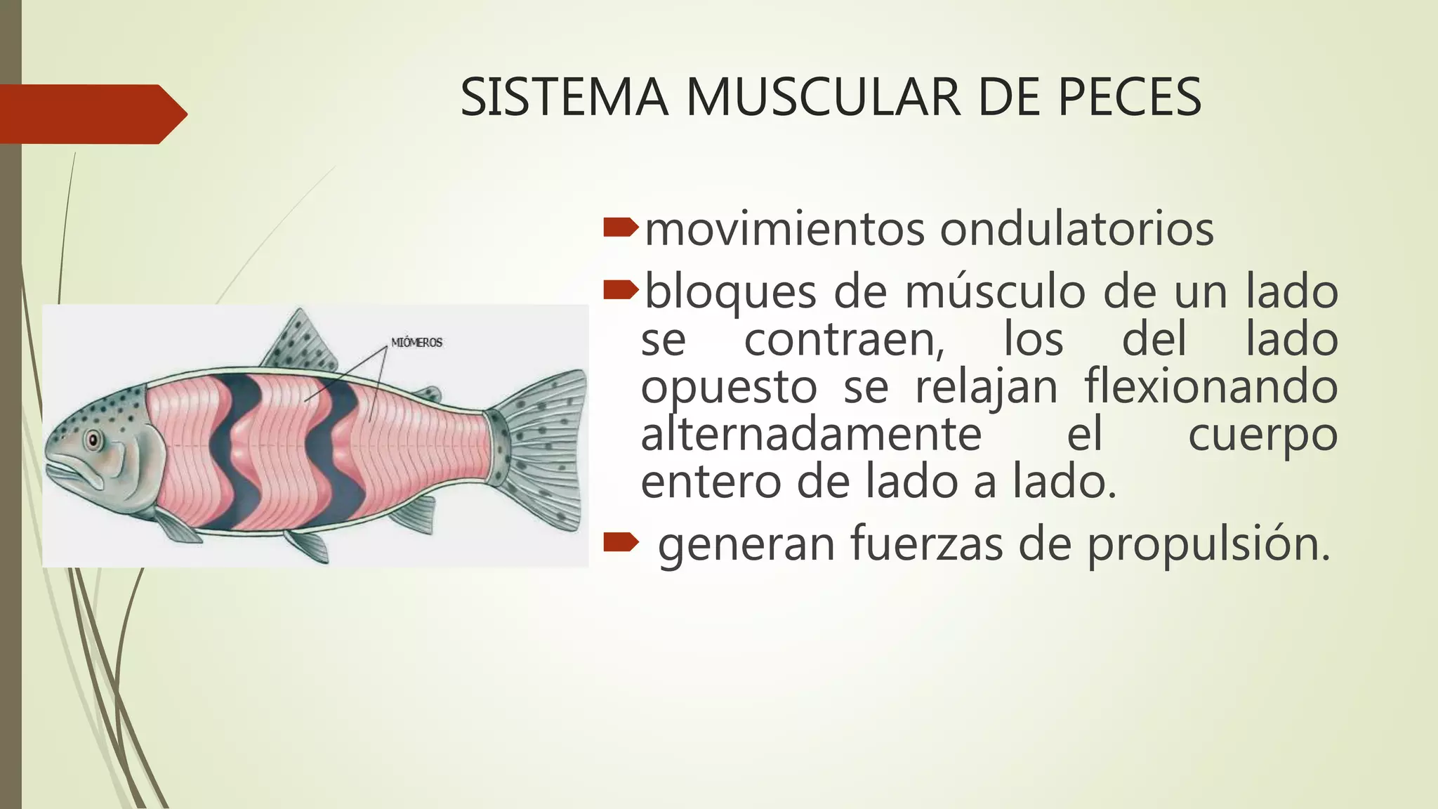 Exposicion musculos | PPTX