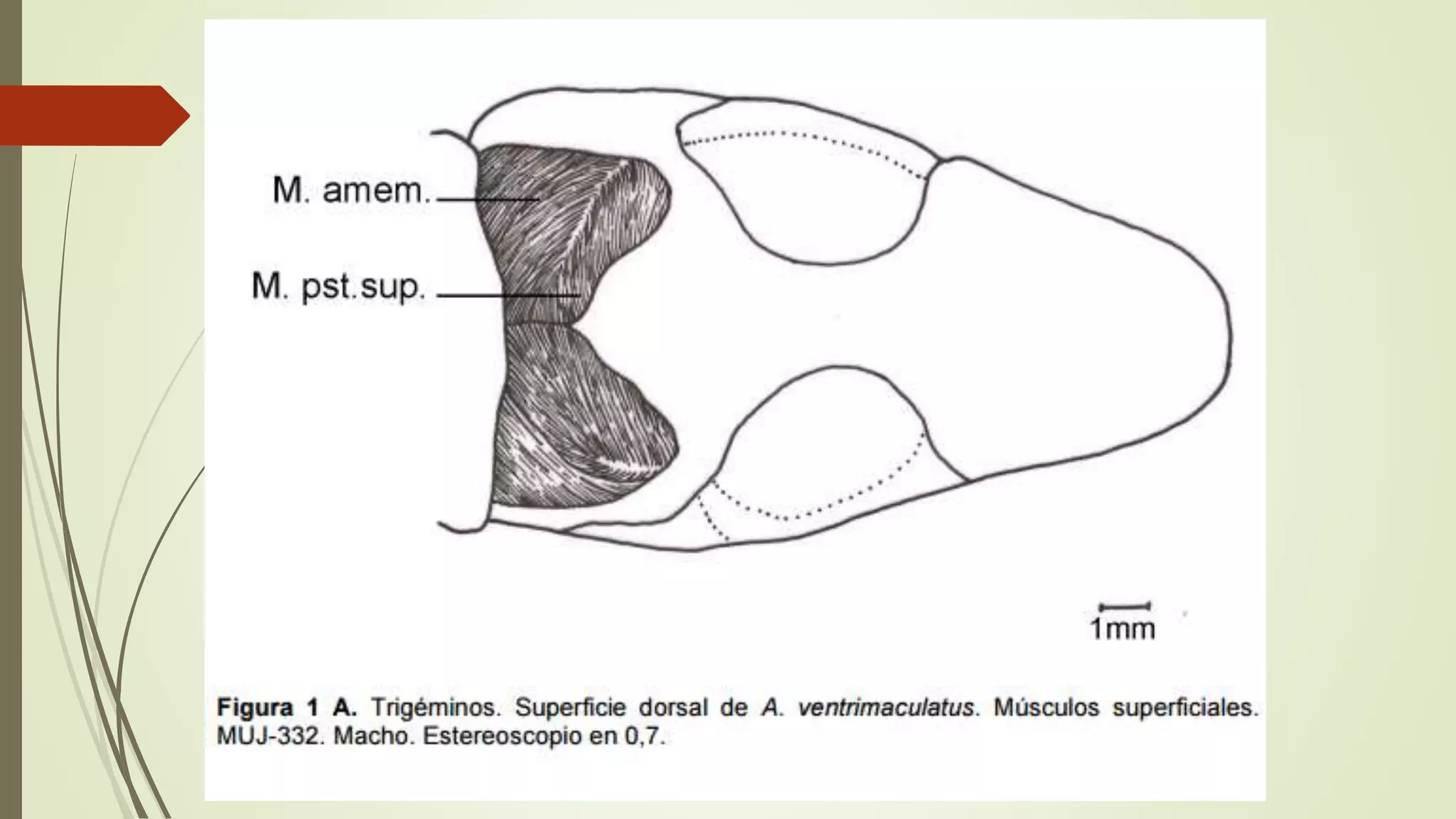 Exposicion musculos | PPTX