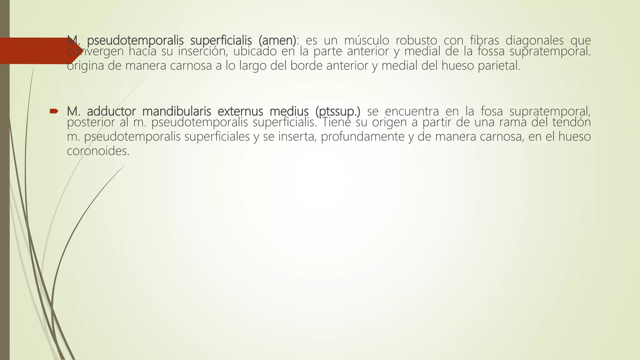 Exposicion musculos | PPTX