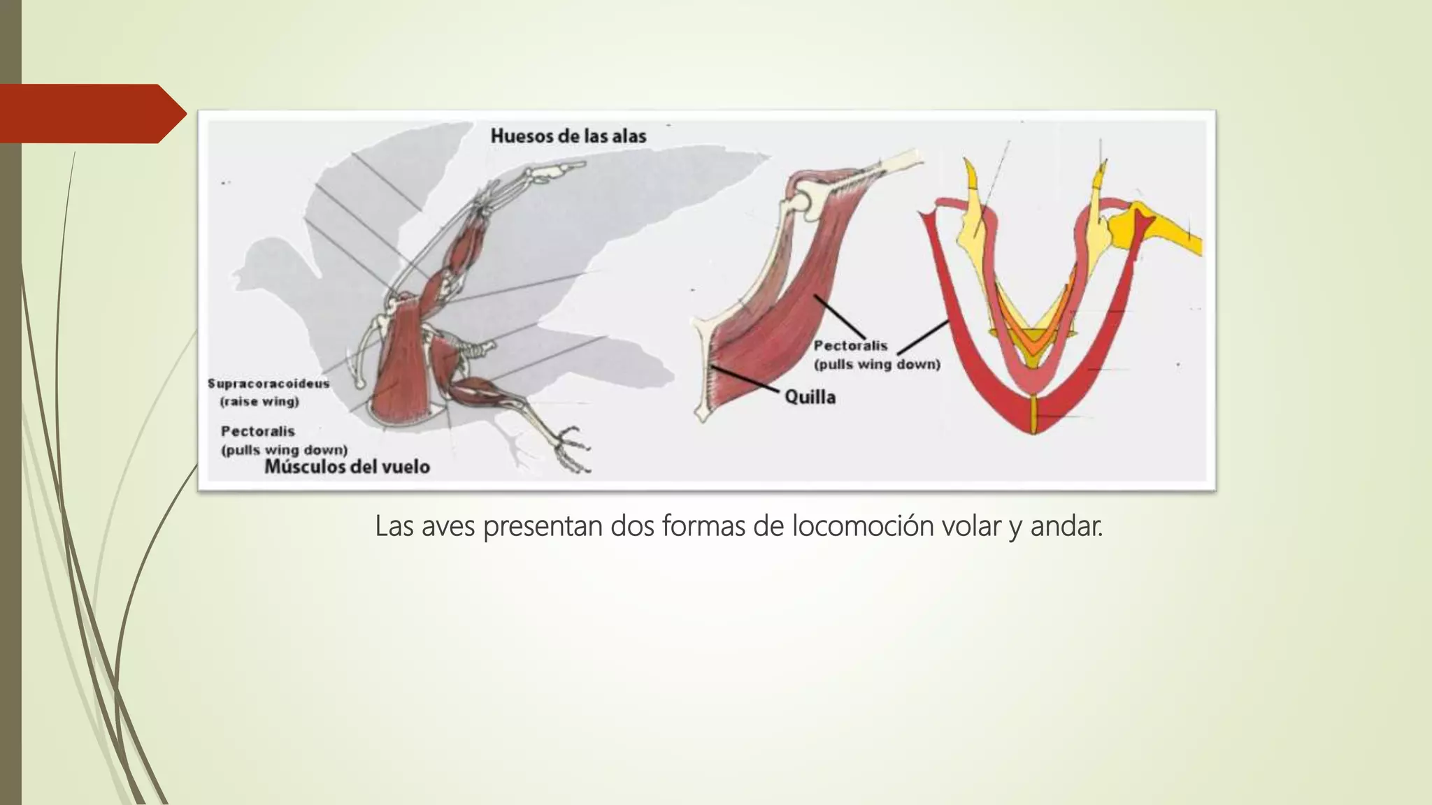 Exposicion musculos | PPTX