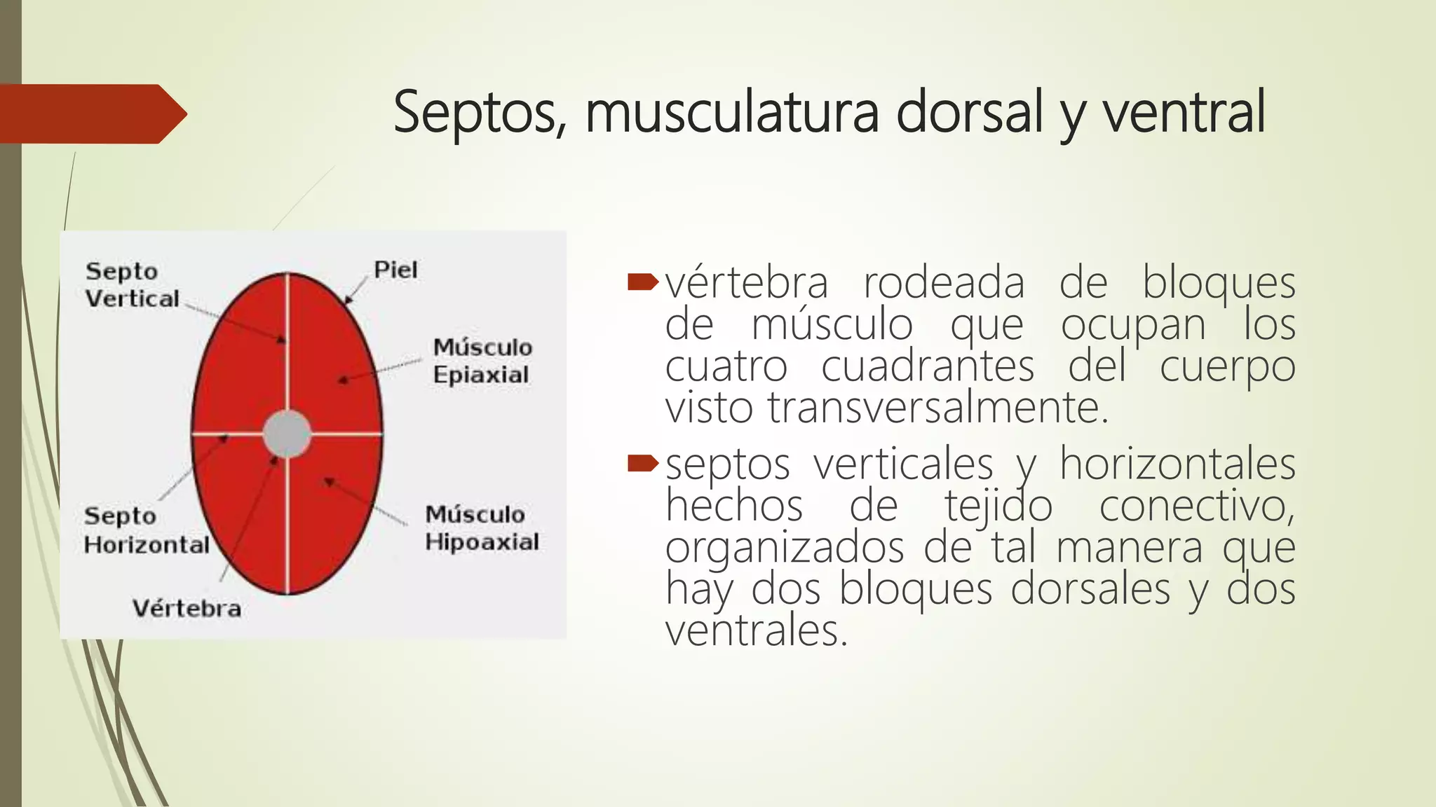 Exposicion musculos | PPTX