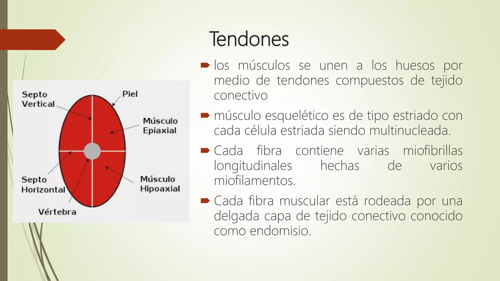 Exposicion musculos | PPTX