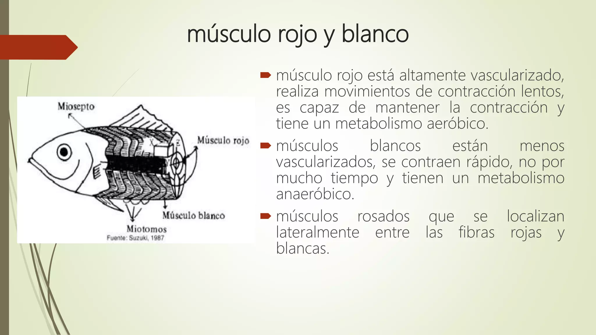 Exposicion musculos | PPTX