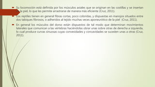 Exposicion musculos | PPTX