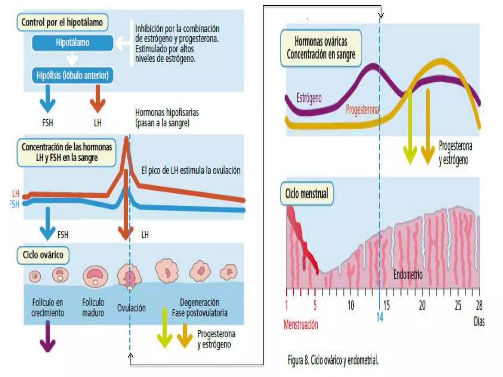 Ciclo ovarico, mentrual y endometrial | PPTX