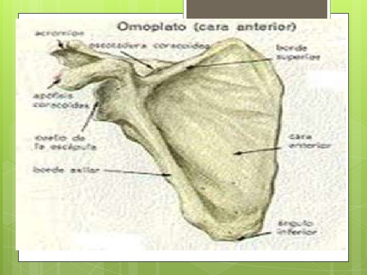 Exposicion omoplato 2