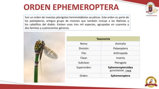 Exposicion Ordenes de Insectos - Entomologia Agricola 4.pptx