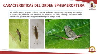 Exposicion Ordenes de Insectos - Entomologia Agricola 4.pptx
