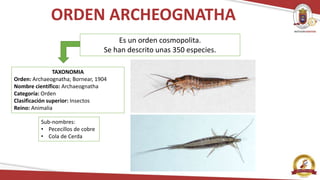 Exposicion Ordenes de Insectos - Entomologia Agricola 4.pptx