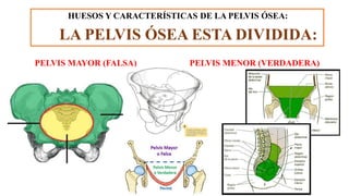 Pelvis y periné | PPTX