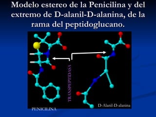 Penicilinas | PPT