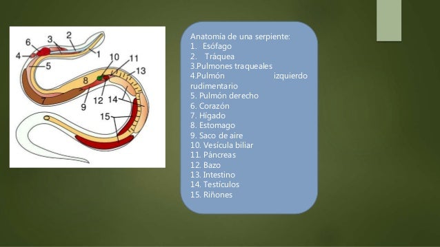 Exposicion reptiles por Karina Pilicita