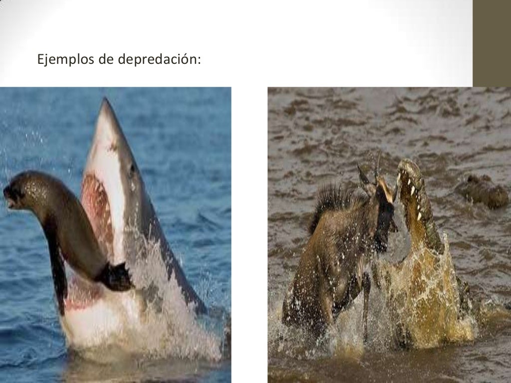 depredacion