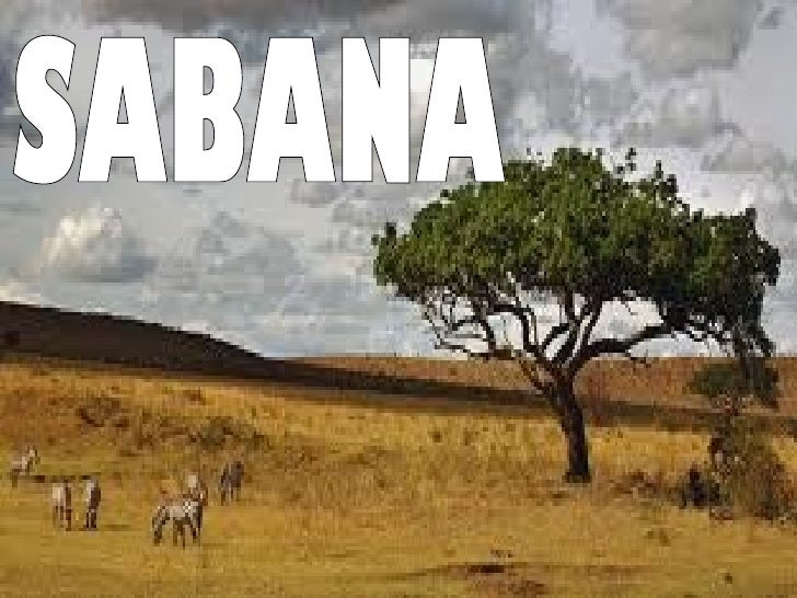 Imagenes de la sabana - Imagui