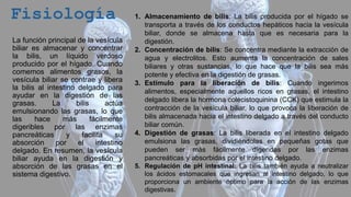 anatomía y fisiología del sistema digestivo | PPTX