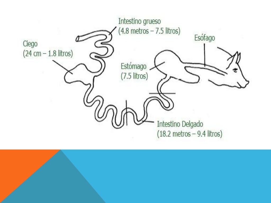 Proyecto 3d Del Sistema Digestivo Del Cerdo