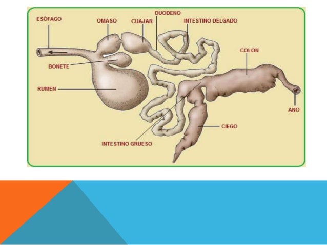 Exposicion sistema digestivo del cerdo (1).