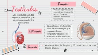 exposicion sistema reproductor masculino.pptx