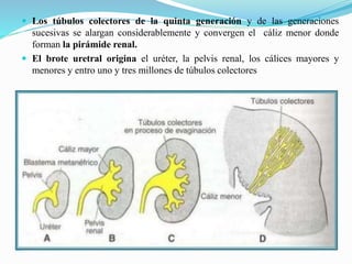 Exposicion urogenital oido piel | PPTX