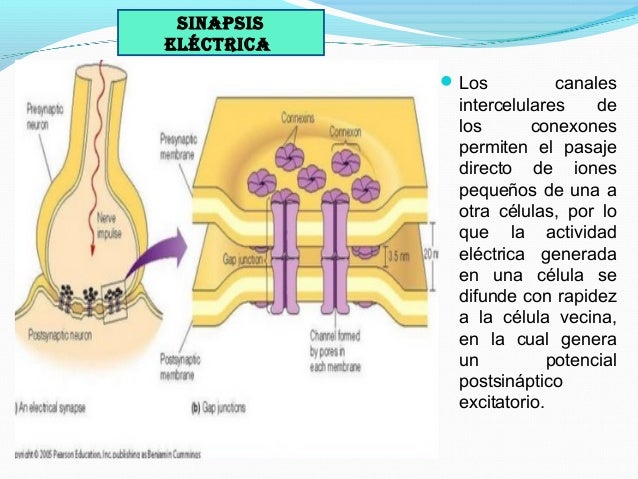La sinaptogénesis por pamela pinto