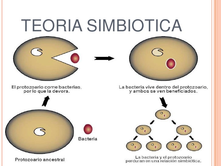 Descubre la Teoría Simbiótica: Una Nueva Perspectiva ★ Teoría Online