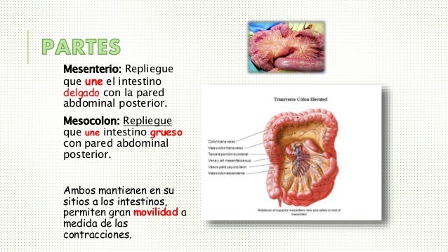 anatomofisiologia sistema digestivo